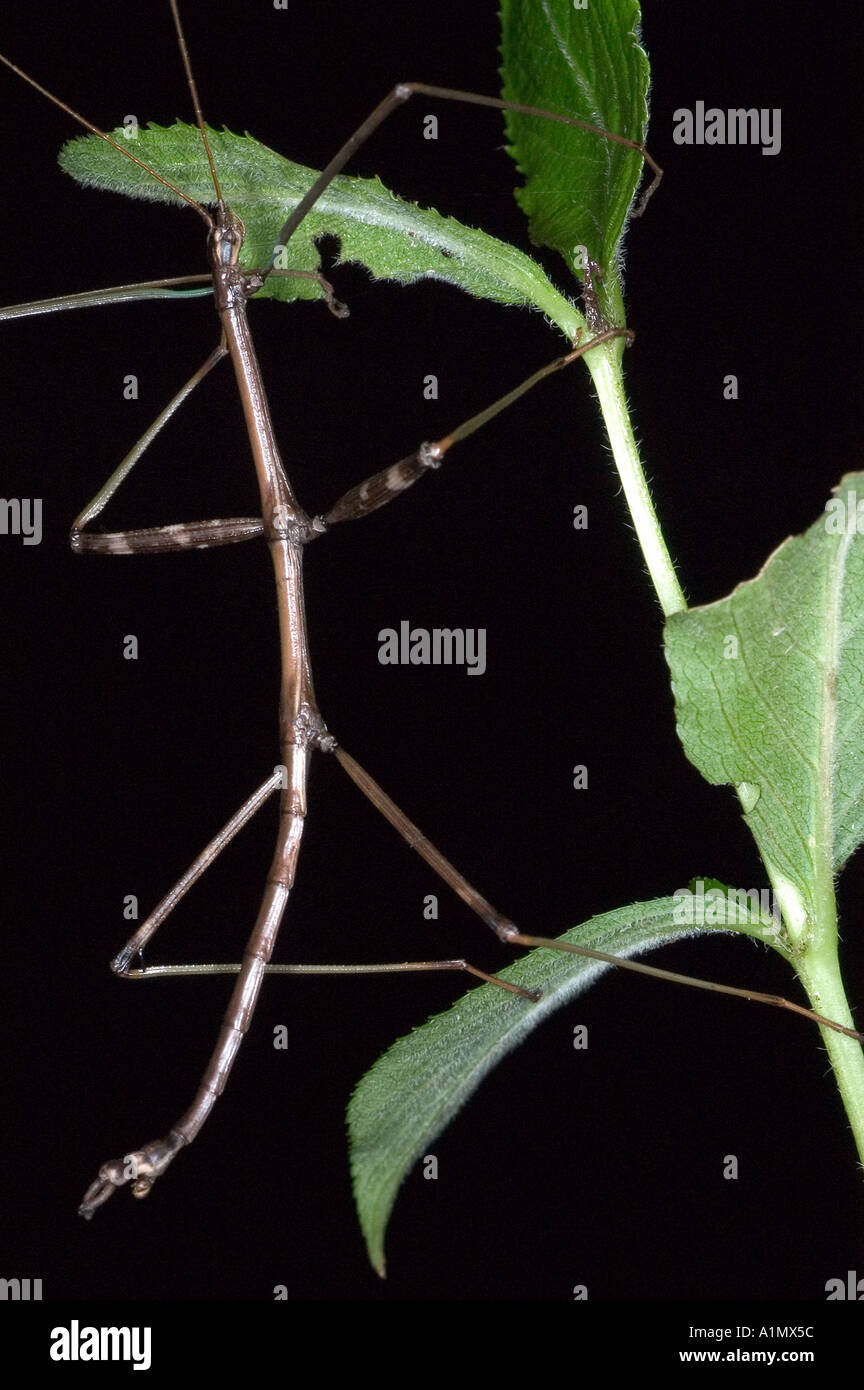 Northern walking stick insect hi-res stock photography and images - Alamy