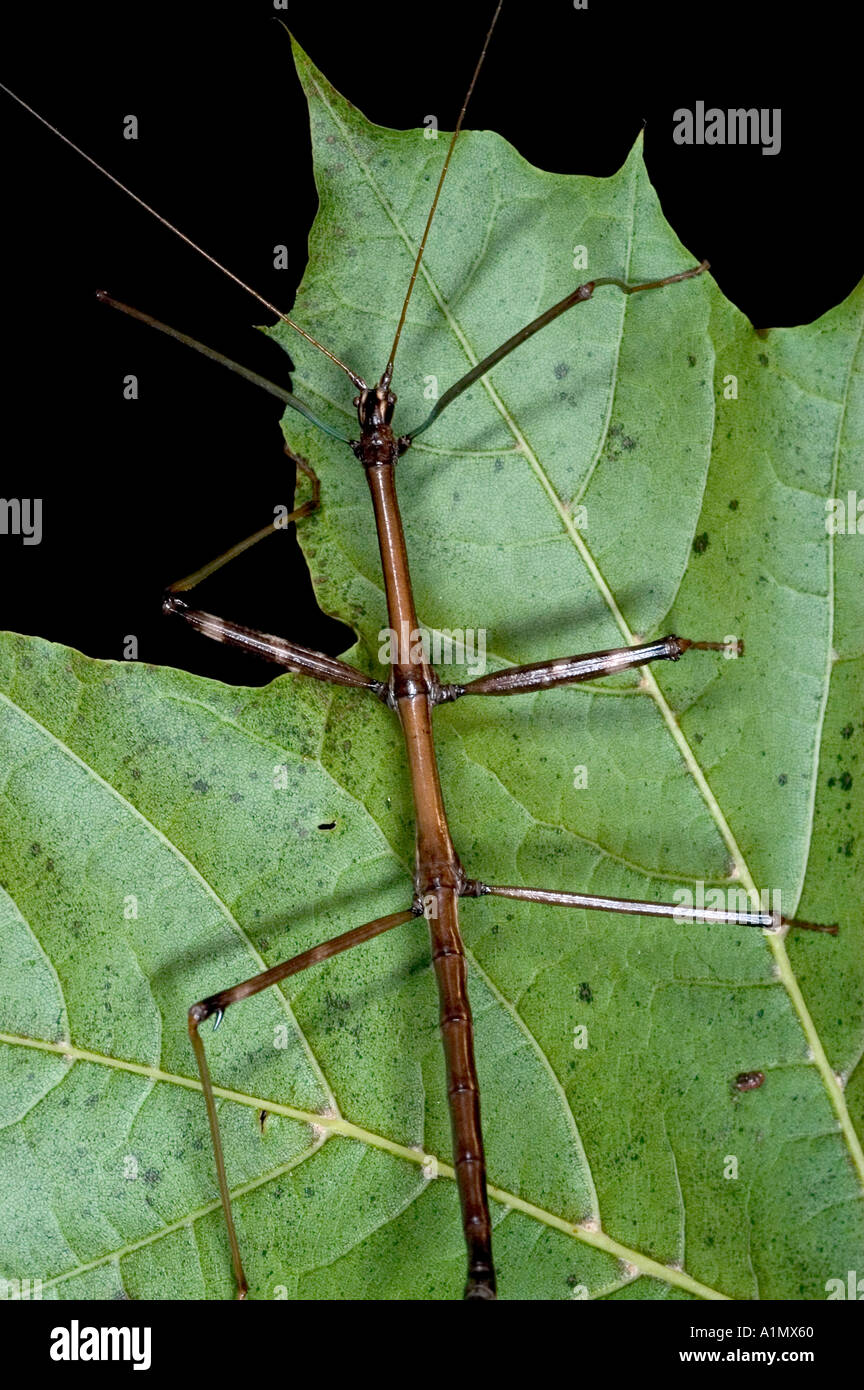 northern walking stick insect Stock Photo - Alamy