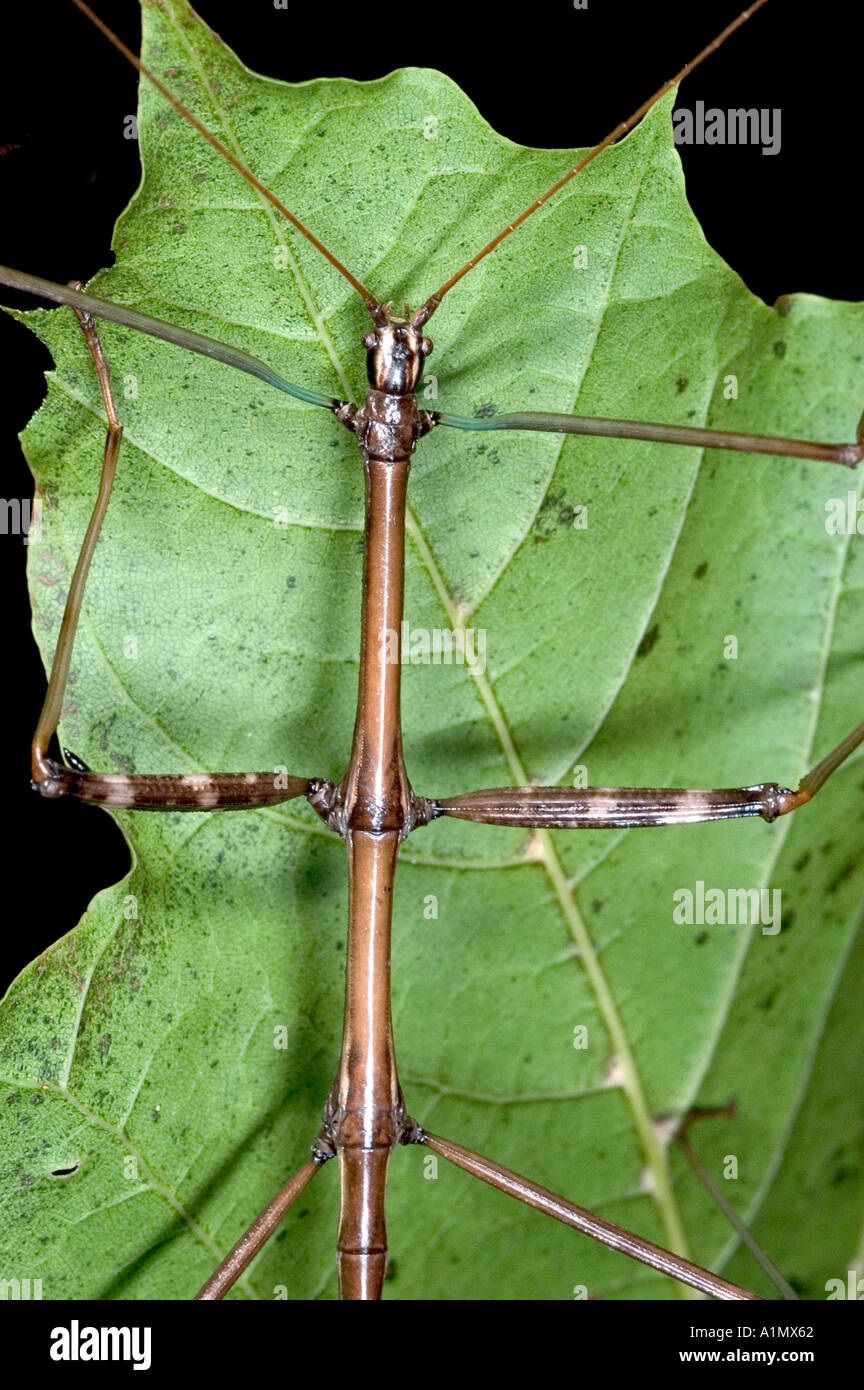 Northern Walking Stick