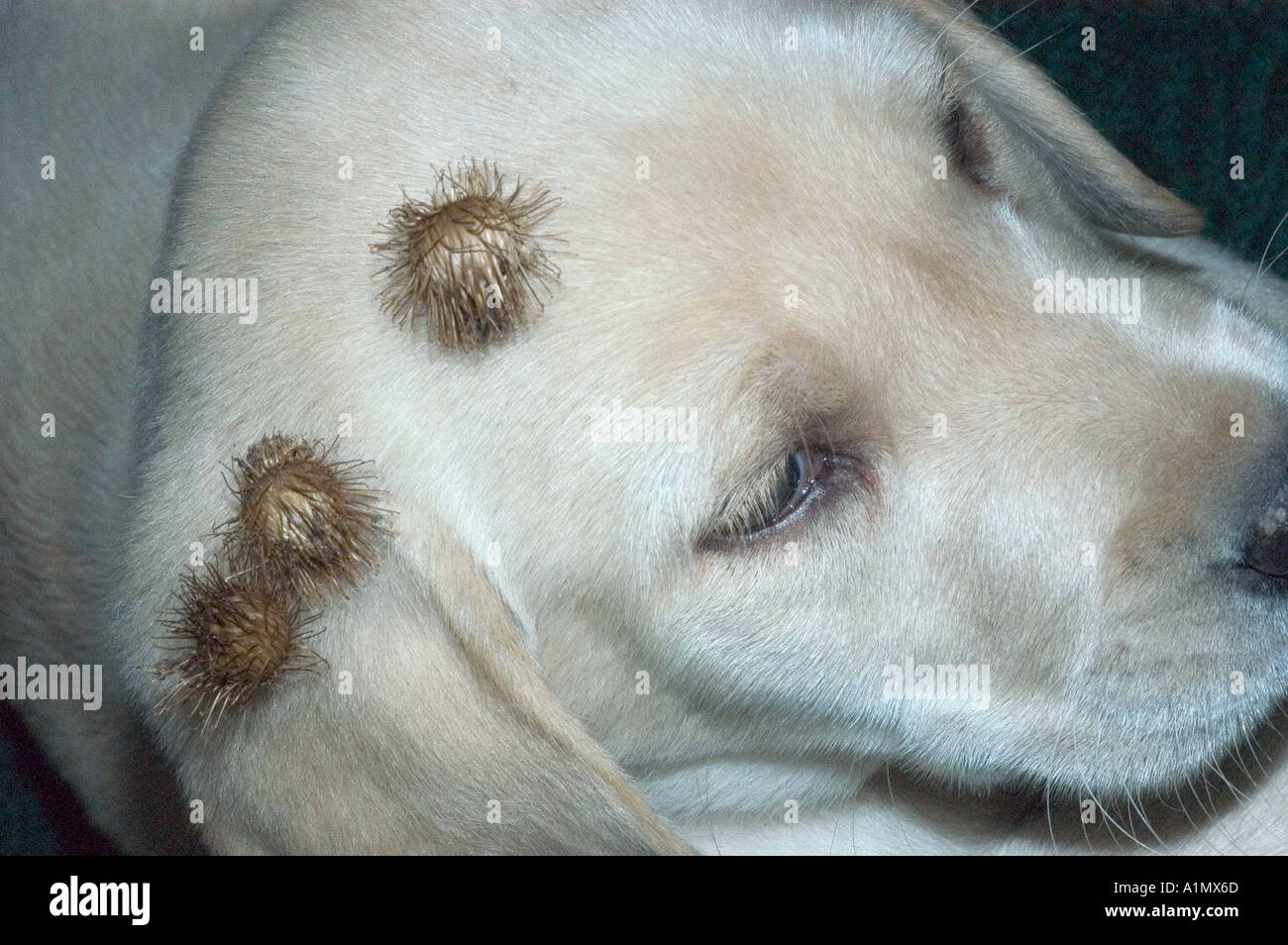 Bur dog hi-res stock photography and images - Alamy