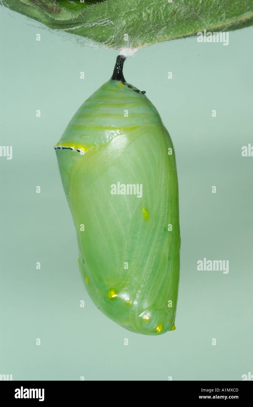 Monarch chrysalis Stock Photo - Alamy