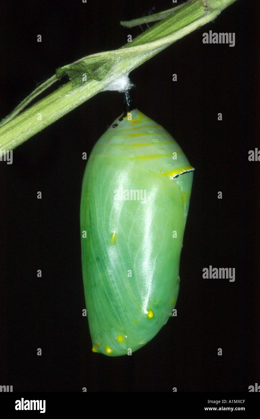 Beginning of the pupal stage hi-res stock photography and images - Alamy