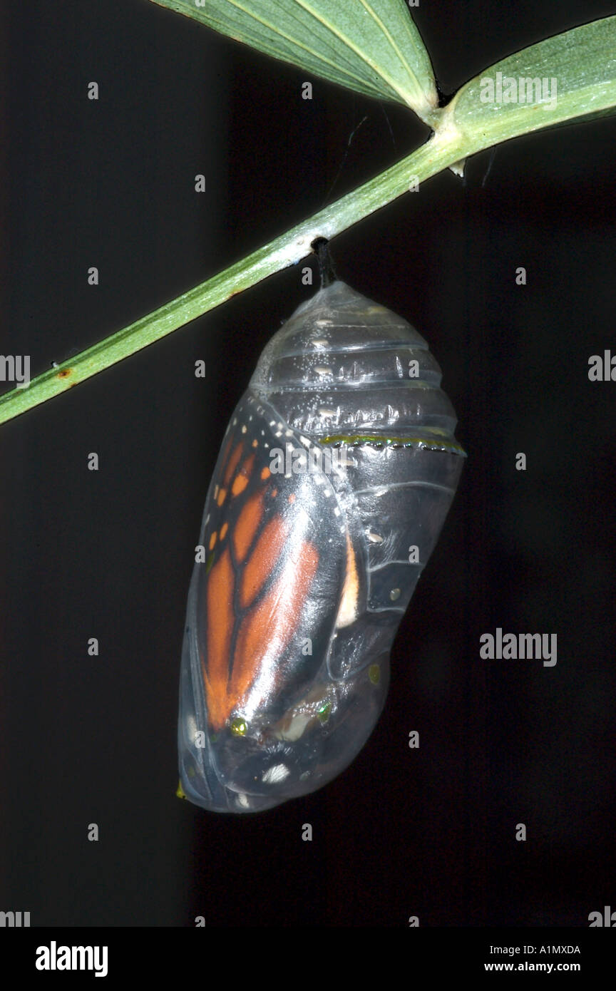 monarch butterfly chrysalis Stock Photo - Alamy