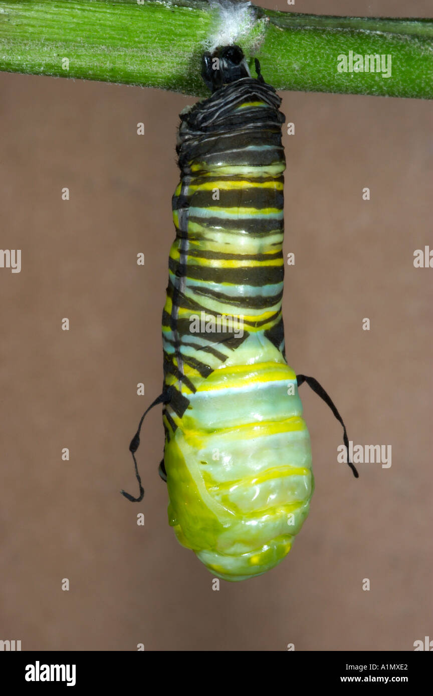 Monarch chrysalis early stage just after the caterpillar has shed its ...