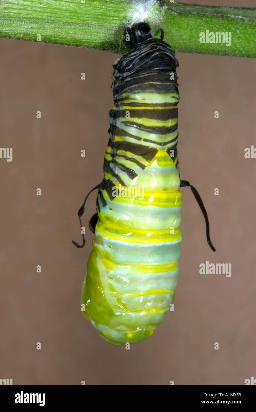 Monarch Chrysalis Stages