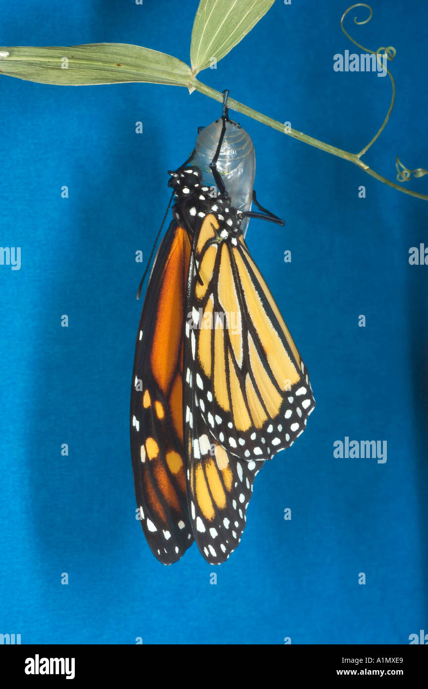 Monarch butterfly emerges from chrysalis hi-res stock photography and ...