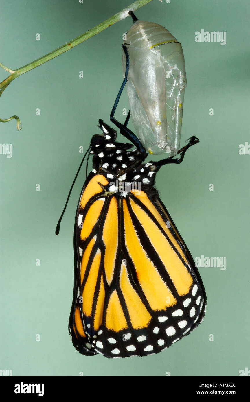 Monarch butterfly emerges from chrysalis hi-res stock photography and ...