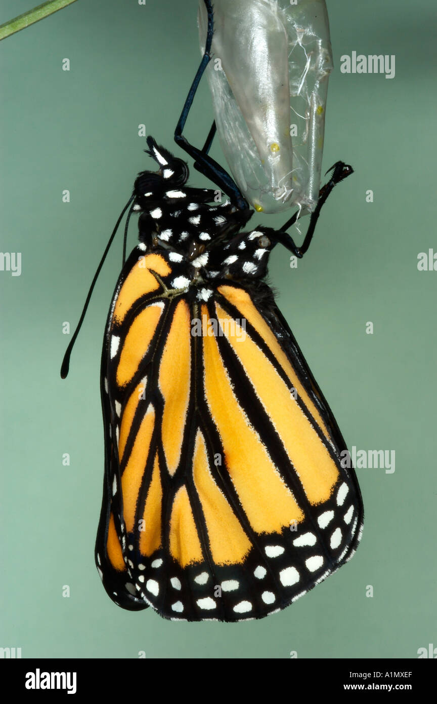 Monarch butterfly emerges from chrysalis hi-res stock photography and ...