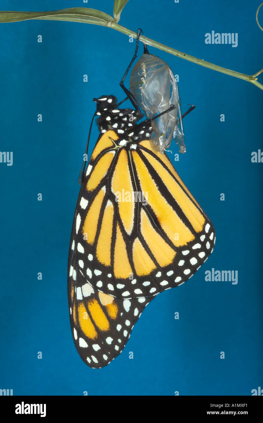 Monarch emerging from its chrysalis Once the butterfly emerges it rests ...