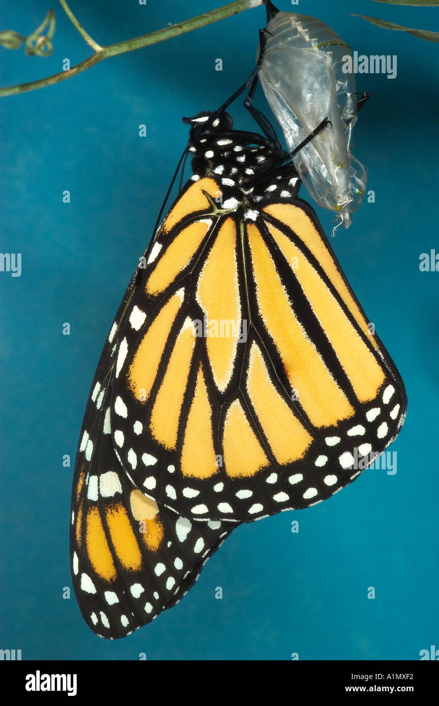 Monarch butterfly emerges from chrysalis hi-res stock photography and ...