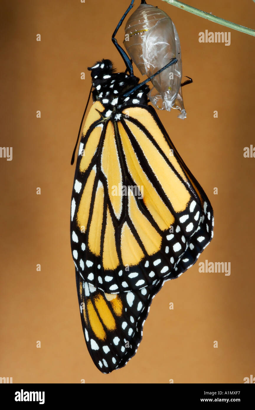 Monarch emerging hi-res stock photography and images - Alamy