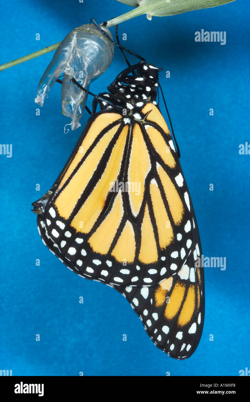 Monarch butterfly emerges from chrysalis hi-res stock photography and ...