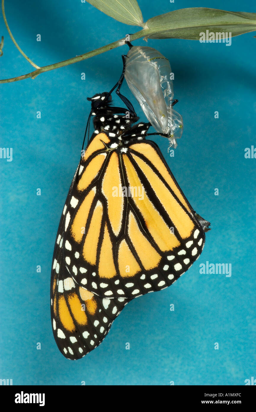 Monarch emerging from its chrysalis Once the butterfly emerges it rests ...