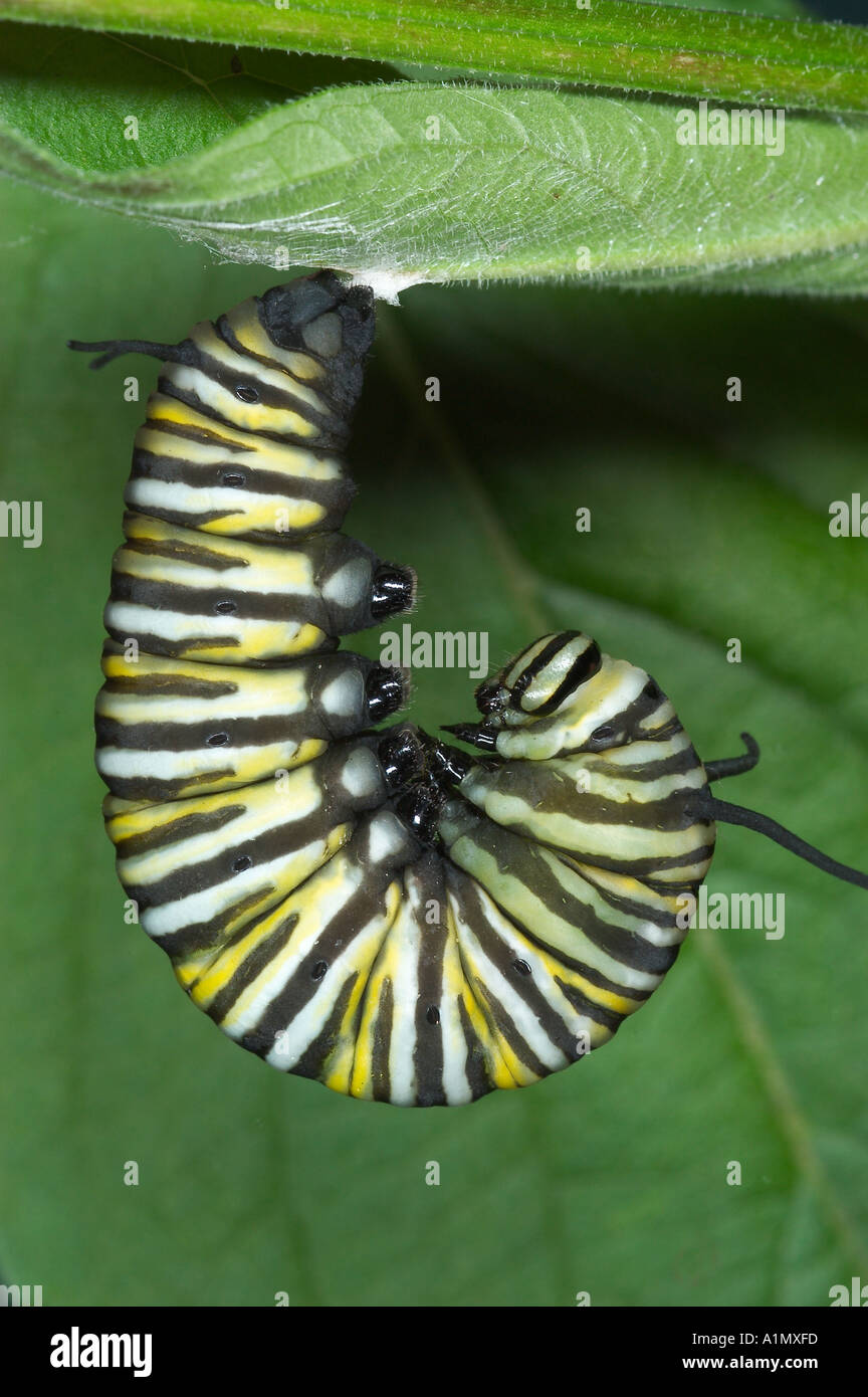 monarch caterpillar pupating The caterpillar attaches itself to the ...