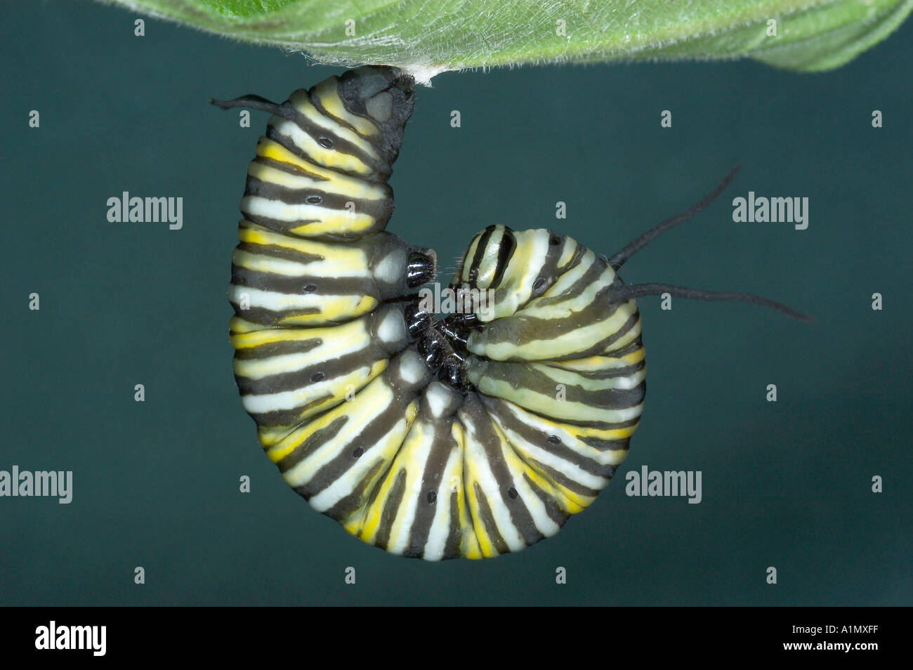 monarch caterpillar pupating The caterpillar attaches itself to the ...