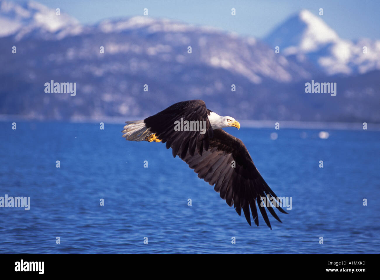 bald eagle Haliaeetus leucocephalus in flight over water Kachemak bay ...