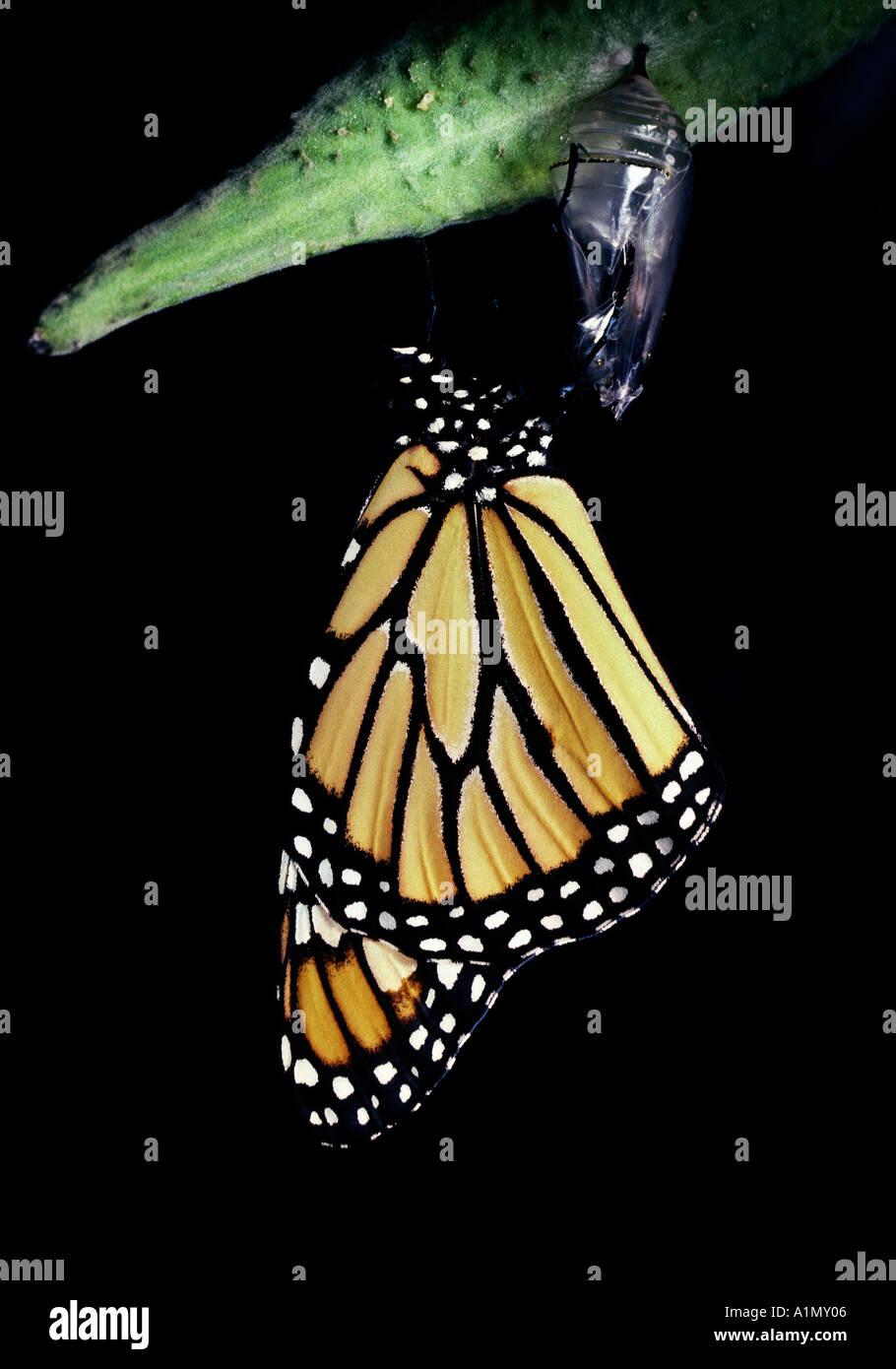 Monarch emerging from its chrysalis Once the butterfly emerges it rests ...