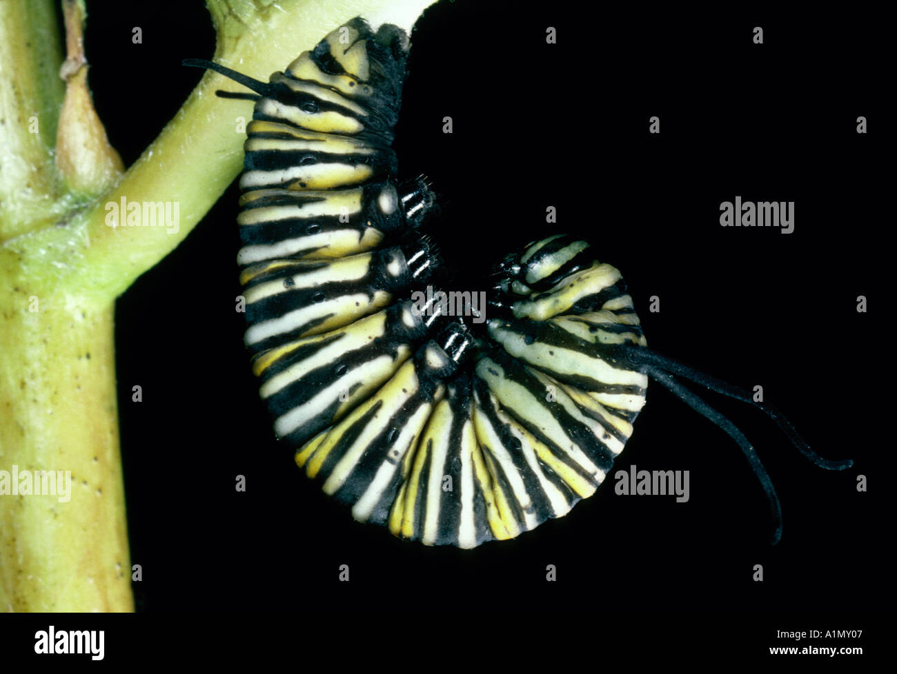 monarch butterfly caterpillar Stock Photo - Alamy