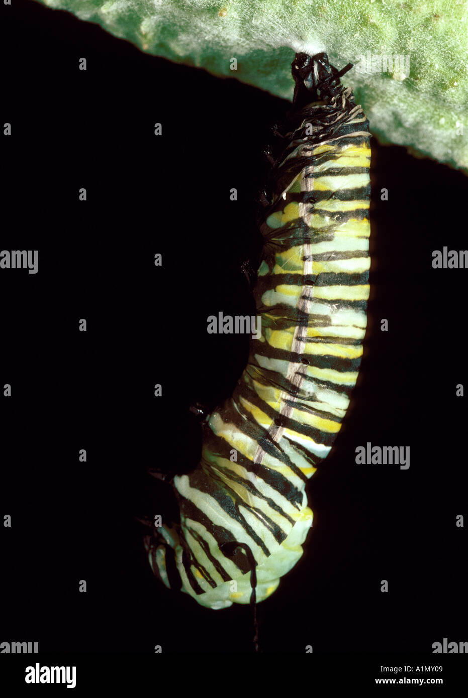 monarch butterfly caterpillar pupating Stock Photo - Alamy