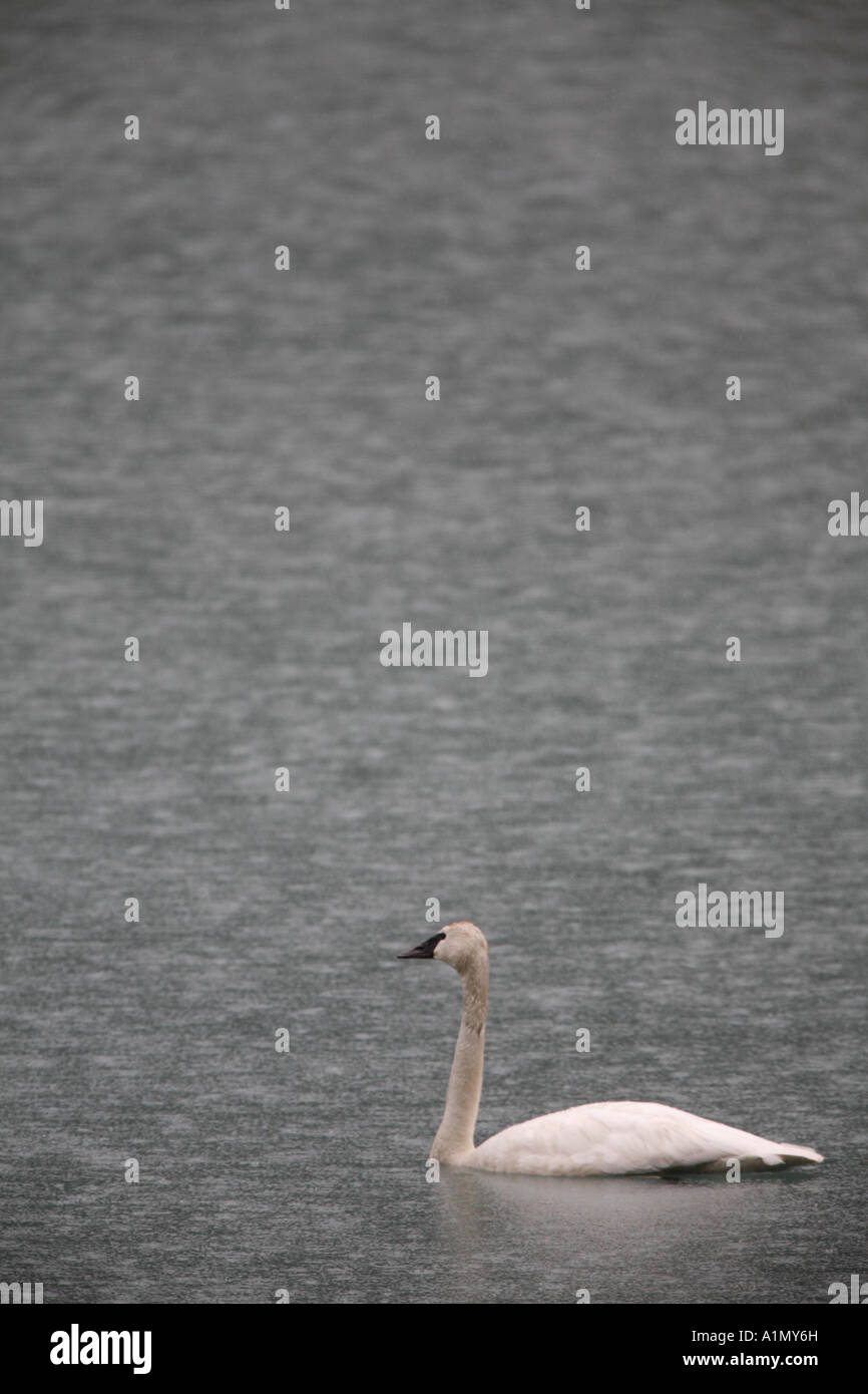 Alaskan swan hi-res stock photography and images - Alamy