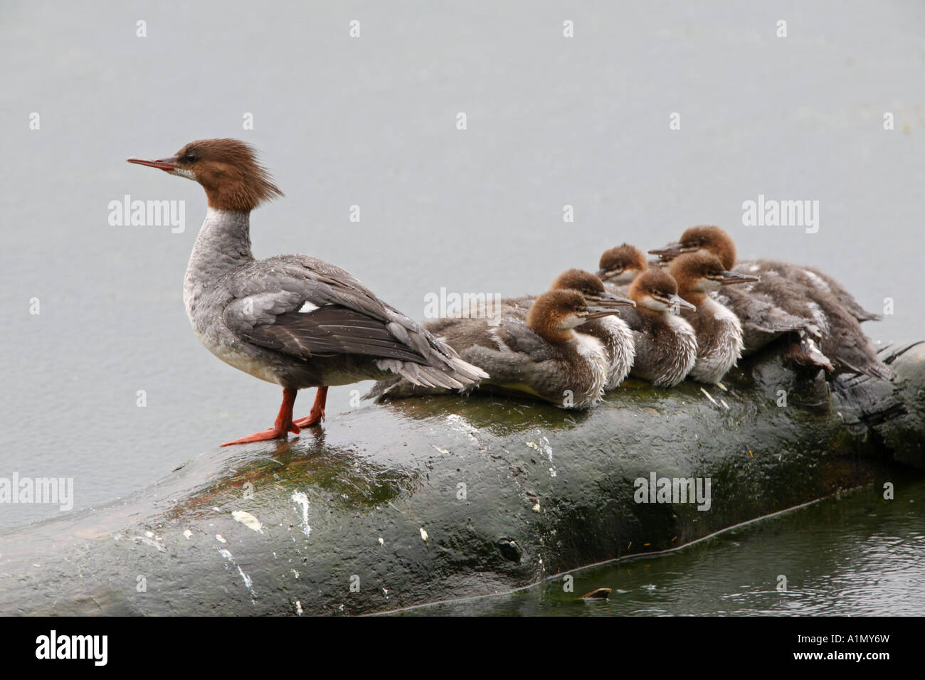 Common Merganser family Eyak Lake Cordova Chugach National Forest ...