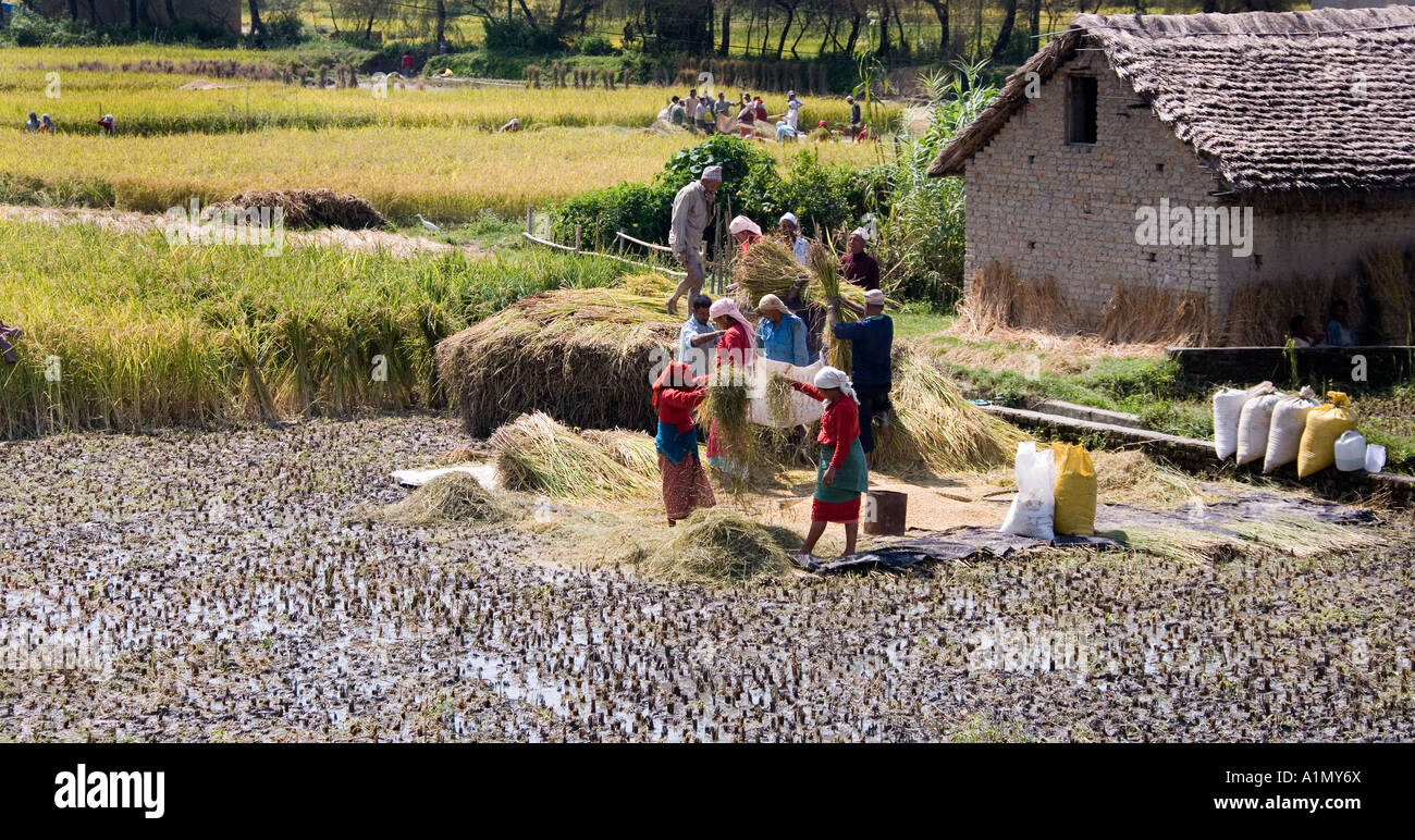Harvesting rice crop in the Kathmandu Valley in Nepal Stock Photo - Alamy