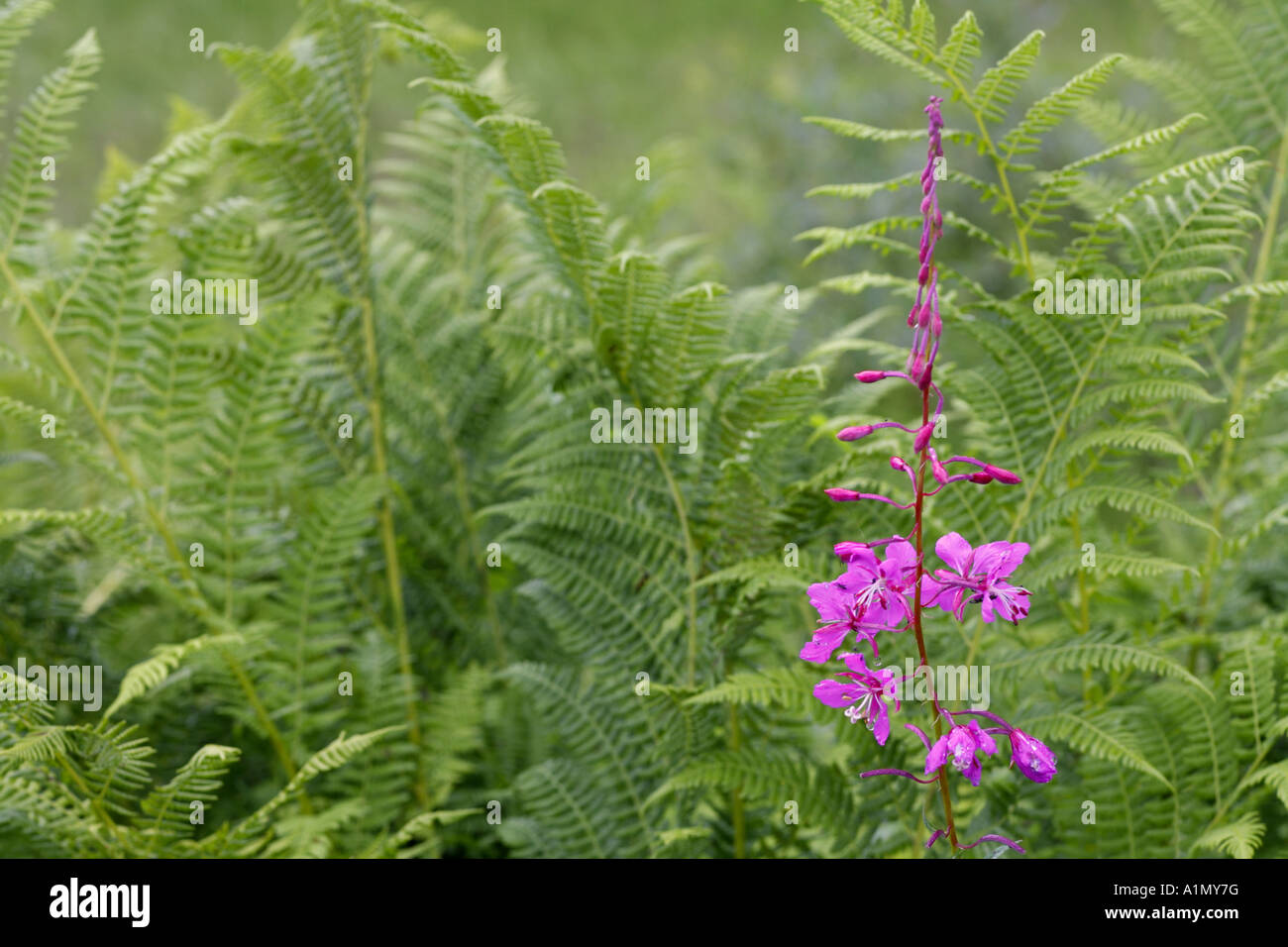Common Fireweed Cordova Copper River Delta Chugach National Forest ...