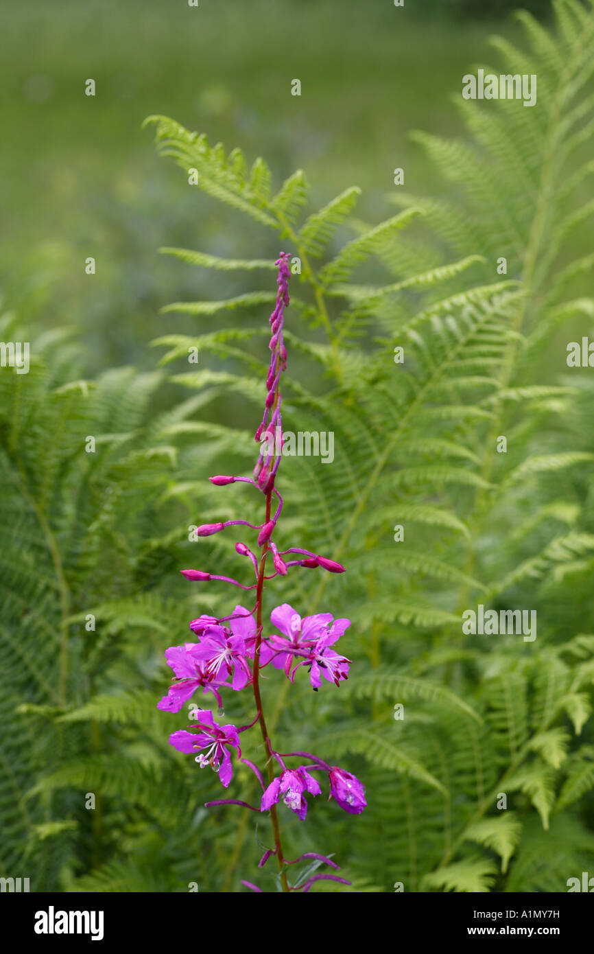 Common Fireweed Cordova Copper River Delta Chugach National Forest ...