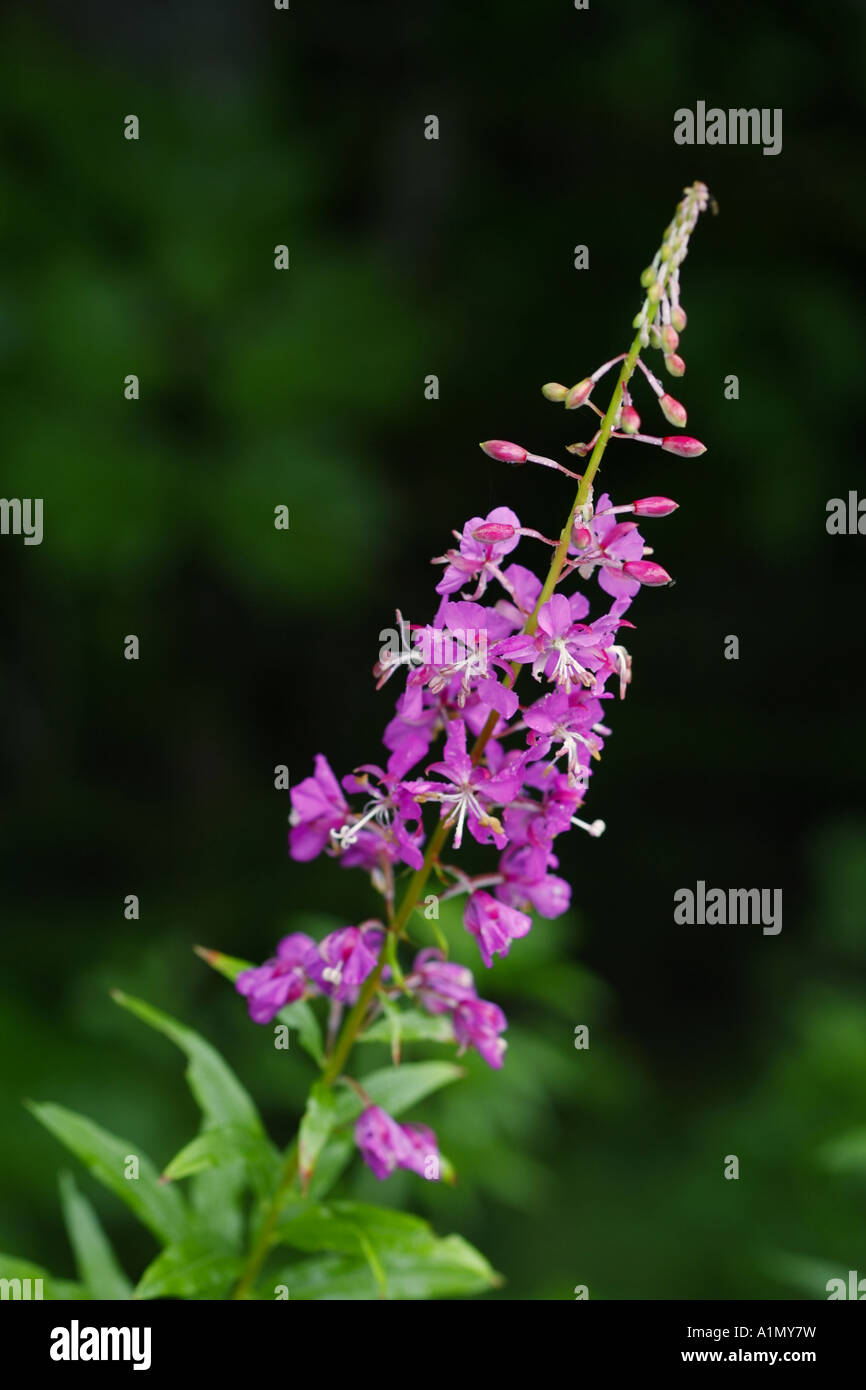 Common Fireweed Cordova Chugach National Forest Alaska Stock Photo - Alamy