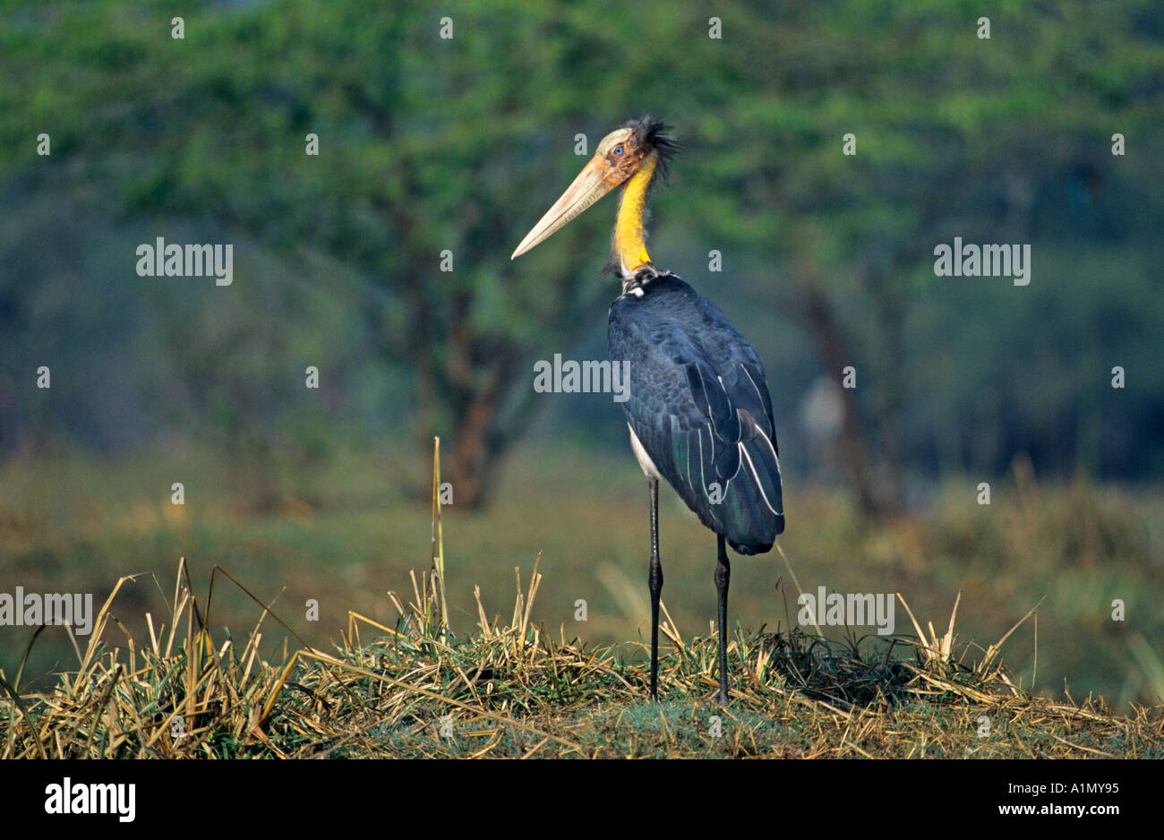 Adjutant hi-res stock photography and images - Alamy