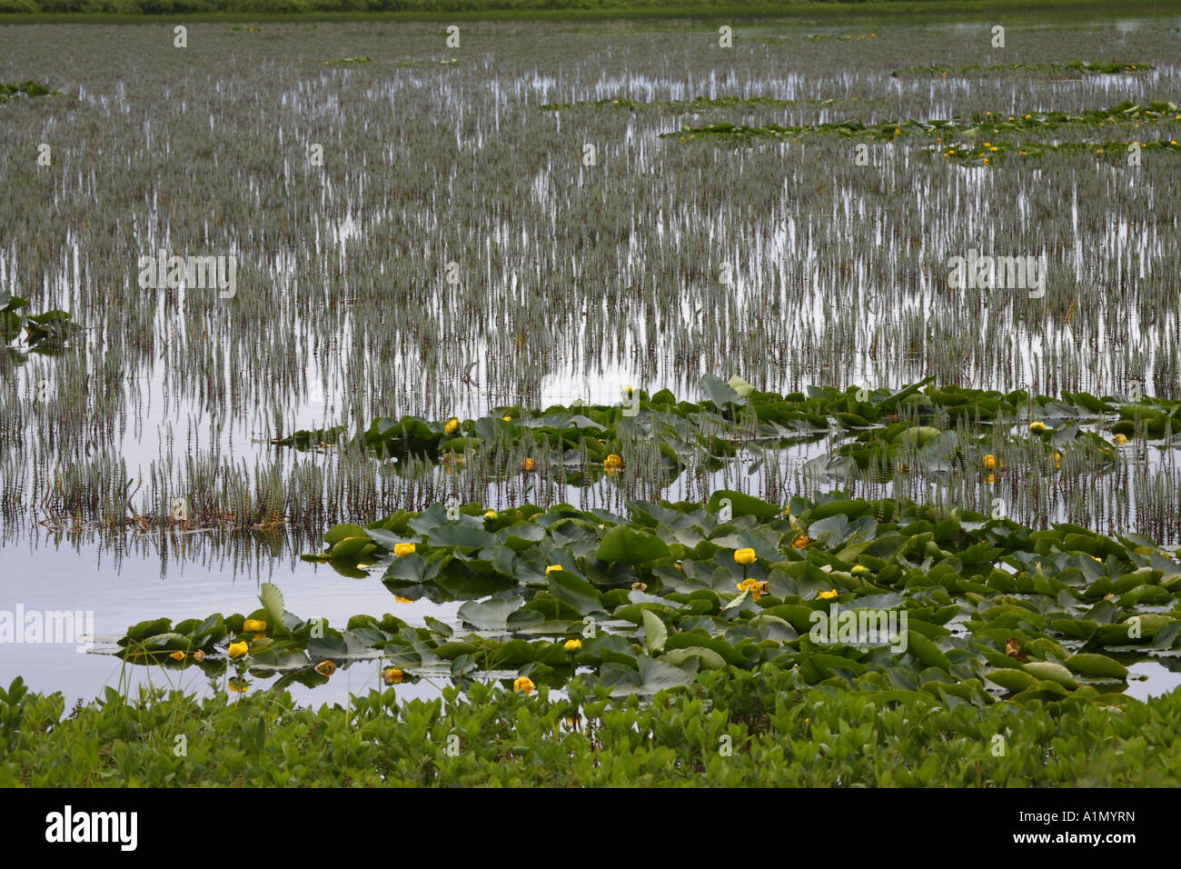 Alaganik Slough Copper River Delta Cordova Chugach National Forest ...
