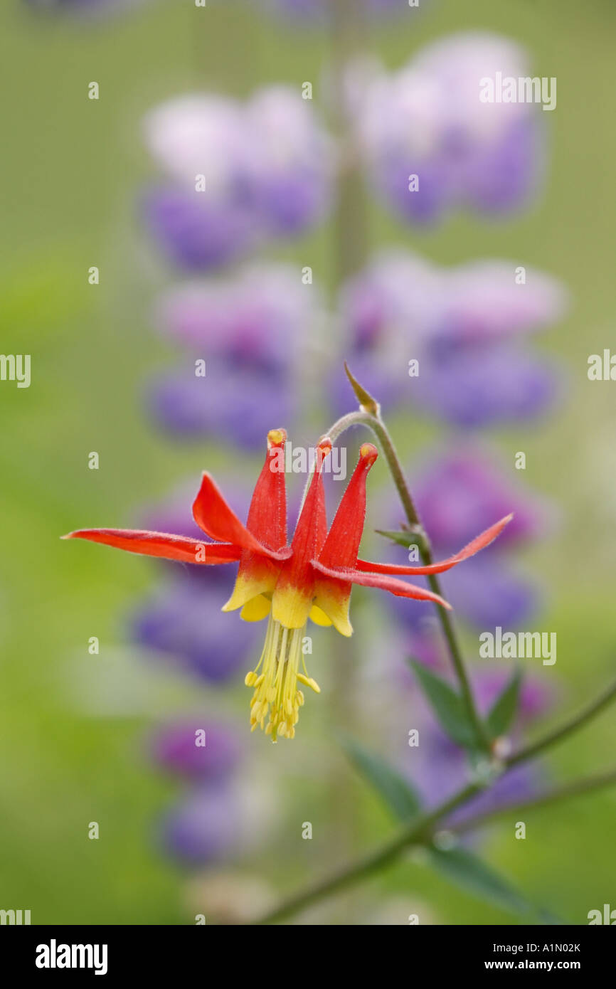 Western Columbine Cordova Copper River Delta Chugach National Forest ...