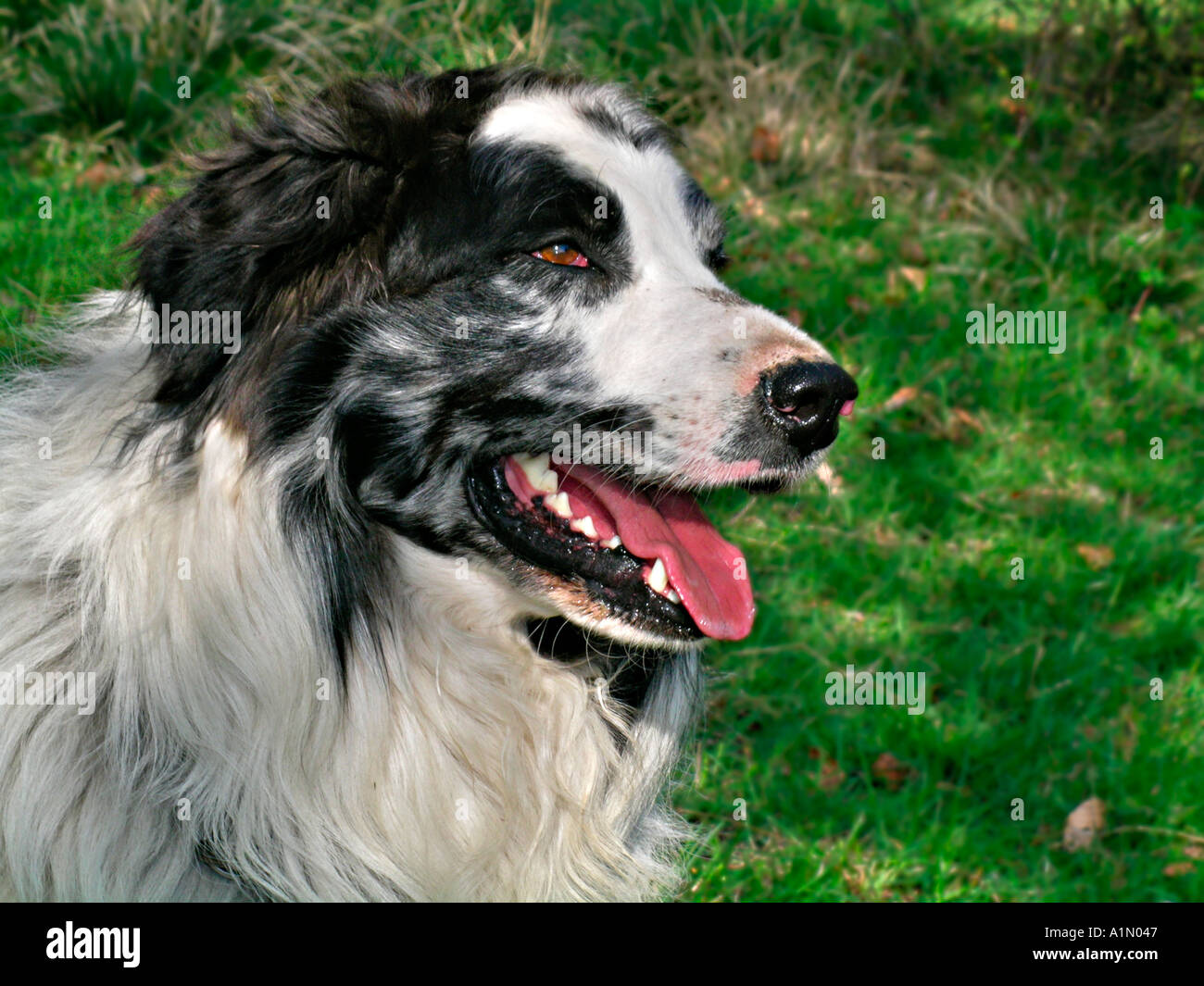 portrait of dog of an old german shepard race Stock Photo - Alamy