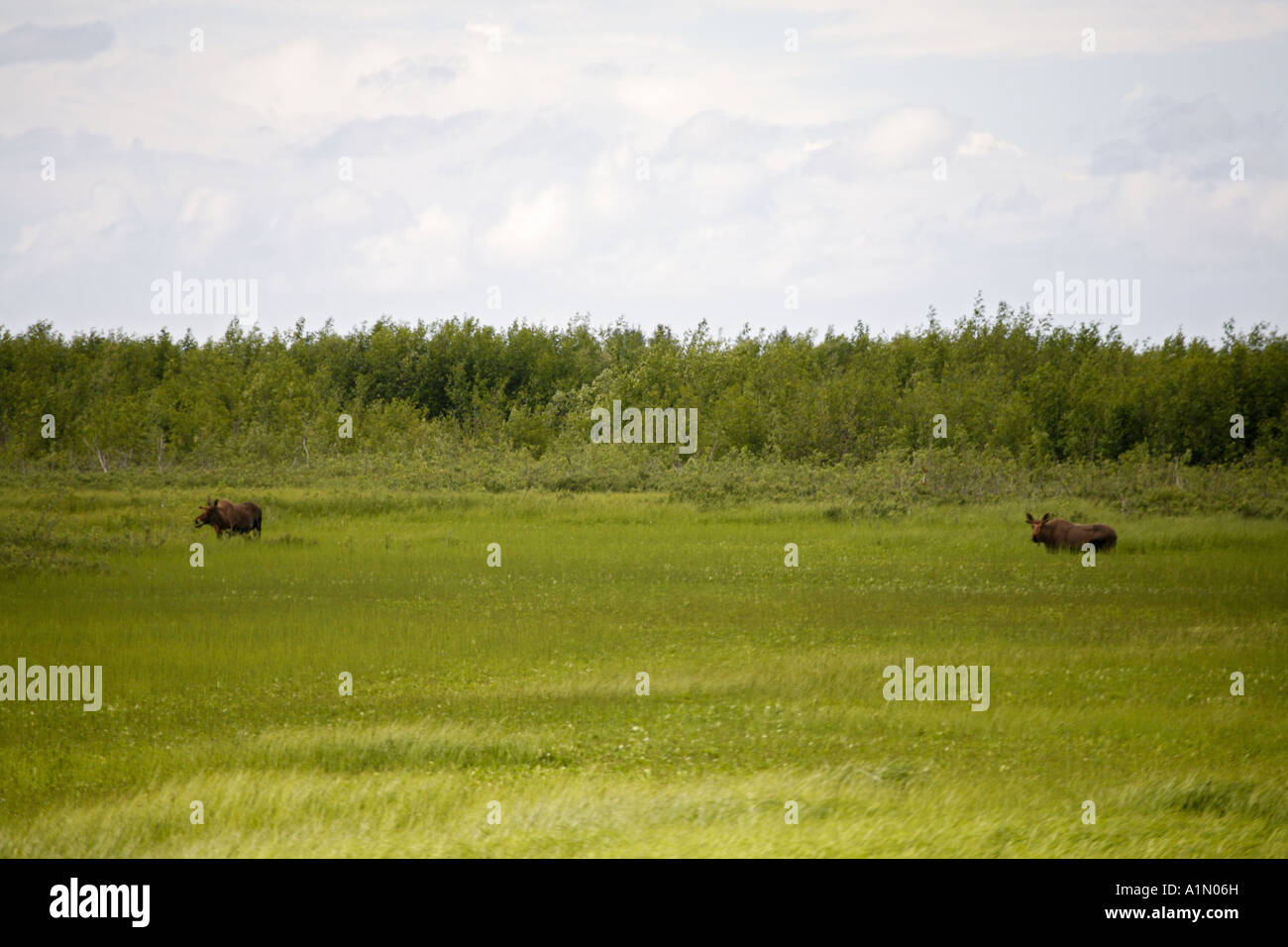 Moose Cordova Copper River Delta Chugach National Forest Alaska Stock ...