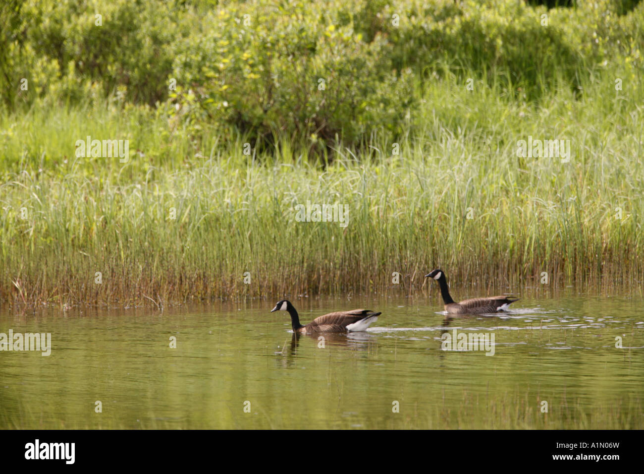 Canada Geese Cordova Copper River Delta Chugach National Forest Alaska ...
