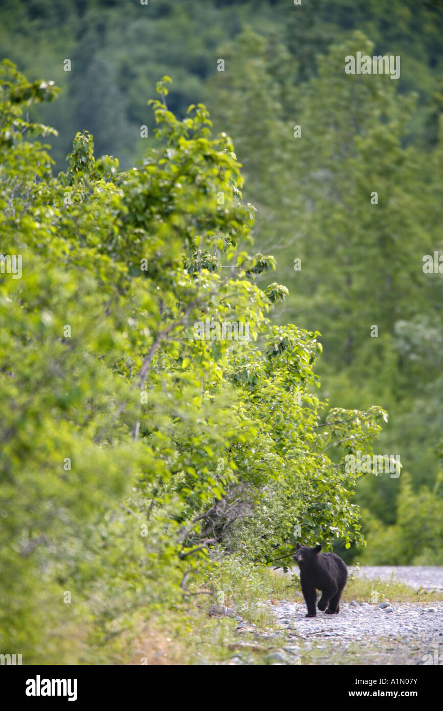 Black Bear Cordova Chugach National Forest Alaska Stock Photo - Alamy