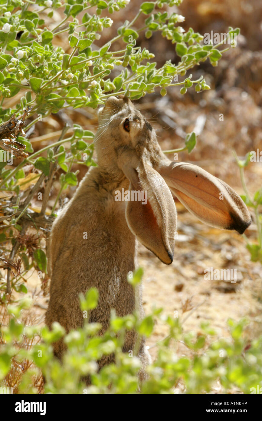 Black tailed Jackrabbit Pioneertown Mojave Desert California Stock ...