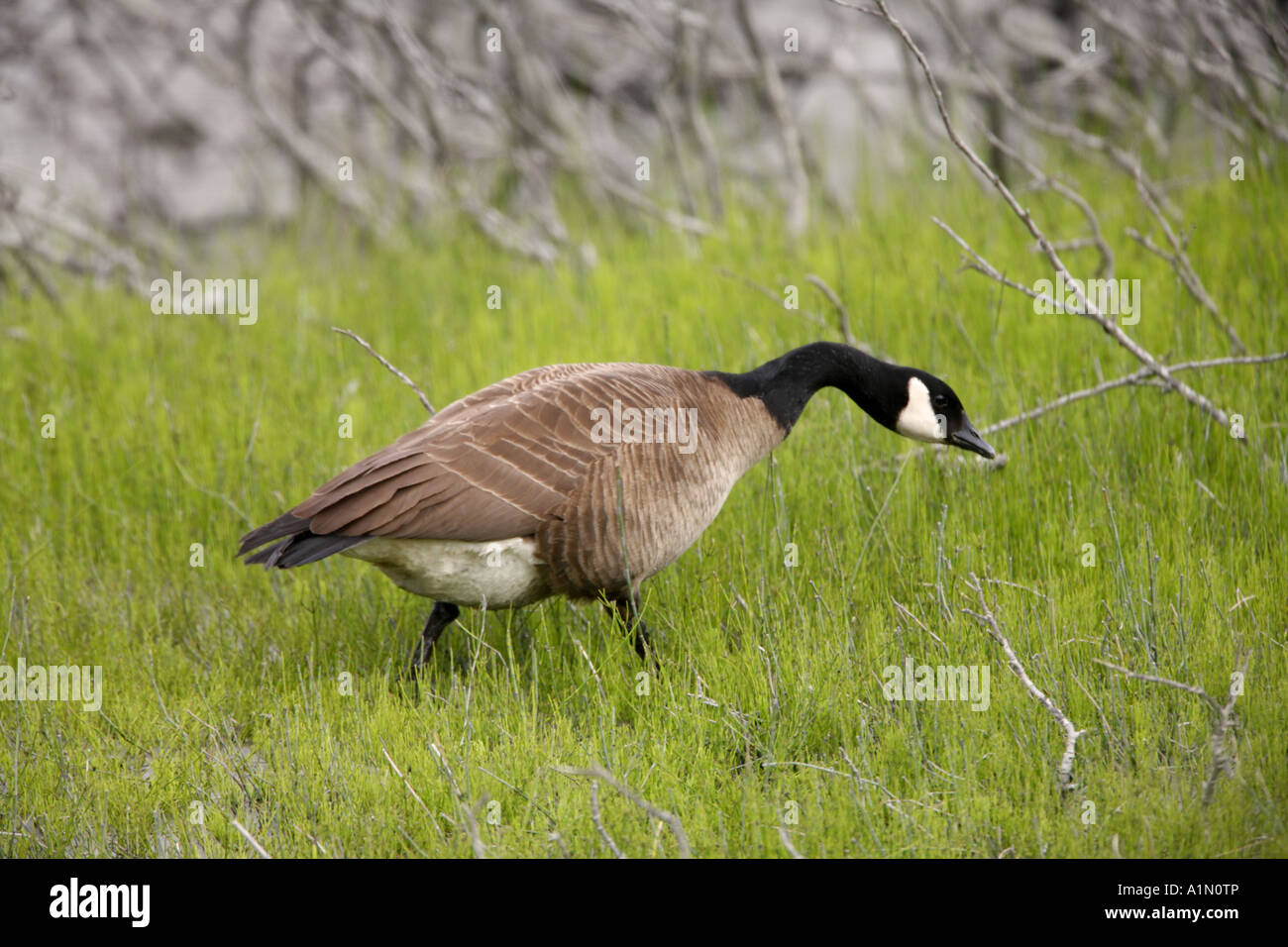 Geese summer alaska hi-res stock photography and images - Alamy