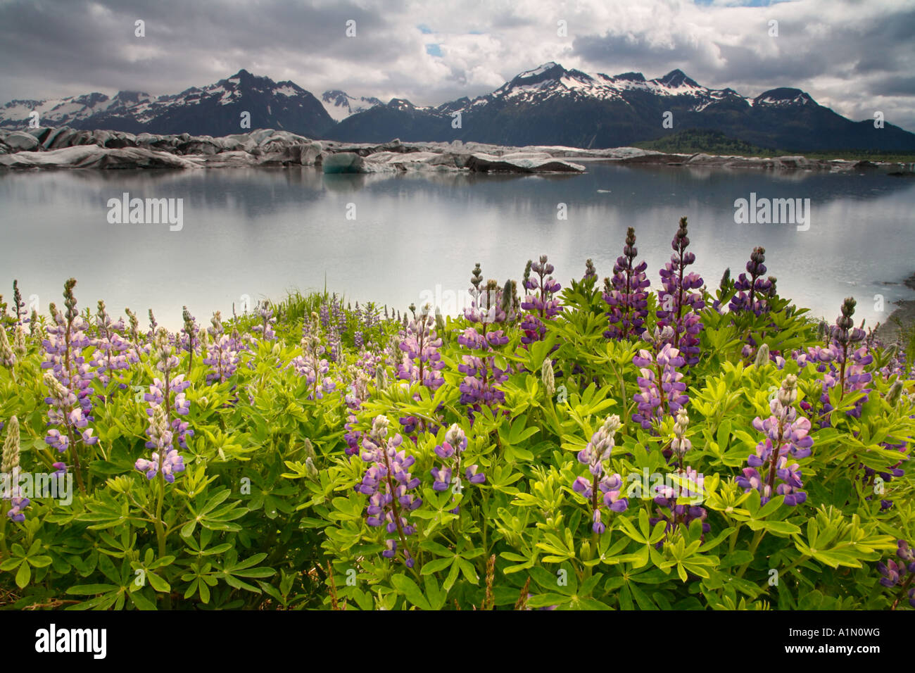 Sheridan Glacier Cordova Chugach National Forest Alaska Stock Photo - Alamy
