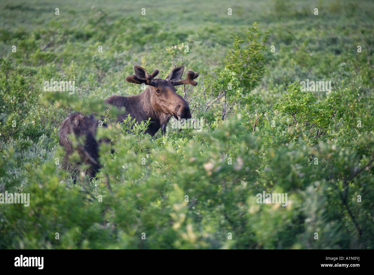 Moose Cordova Chugach National Forest Alaska Stock Photo - Alamy