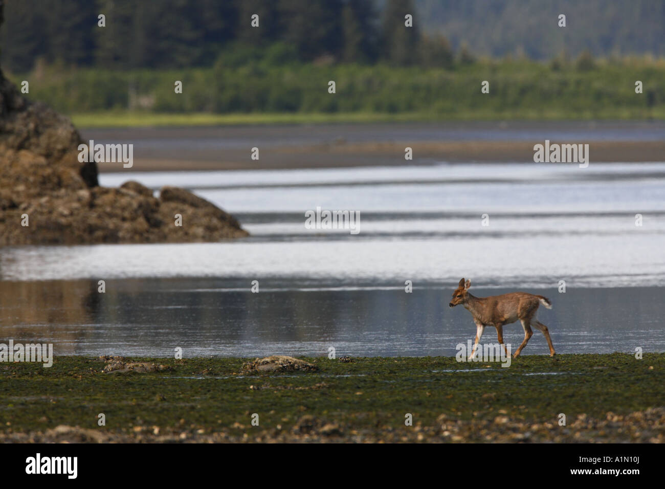 Sitka black tailed deer hi-res stock photography and images - Alamy