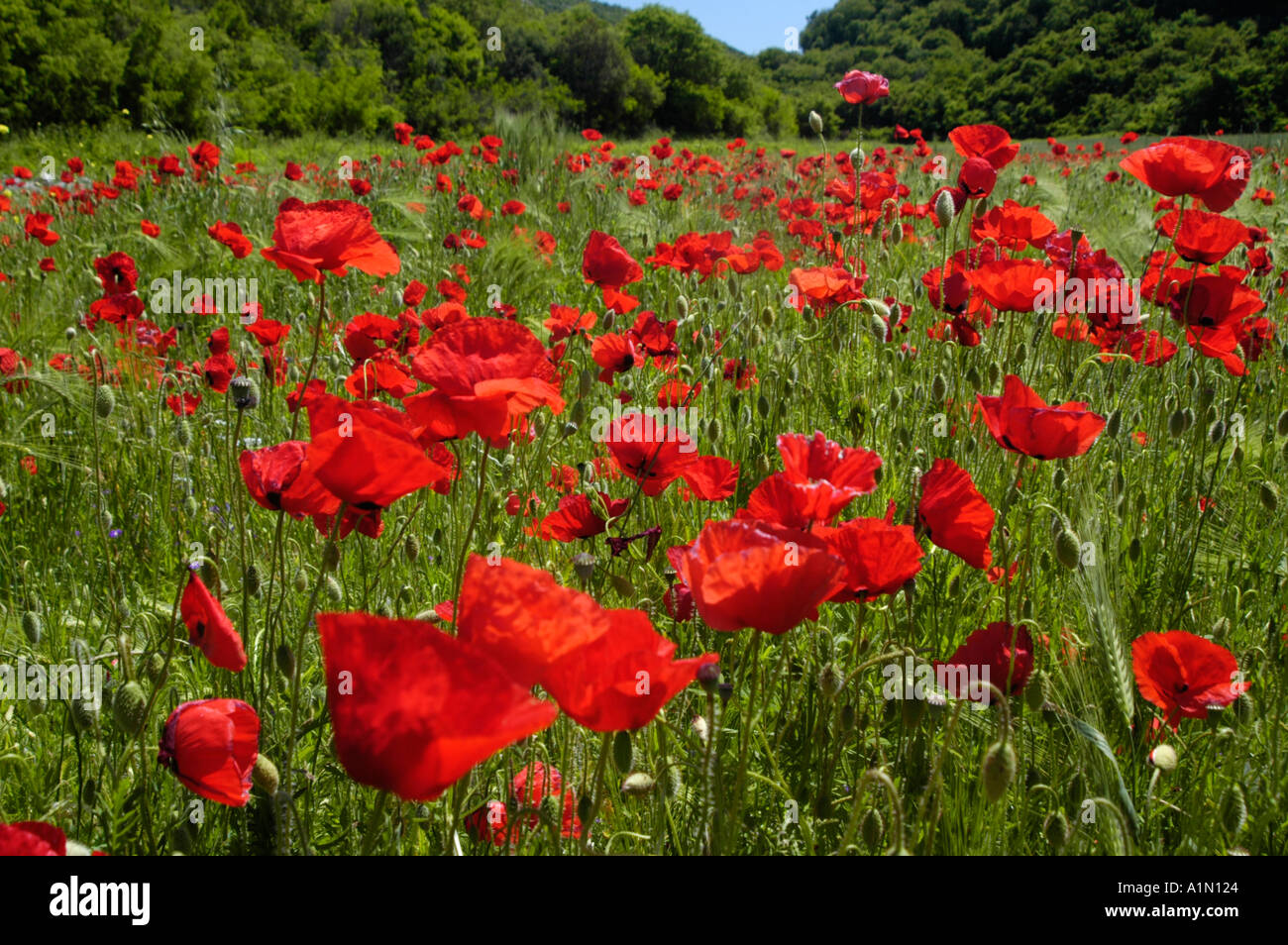 corn poppy in blossom Stock Photo - Alamy