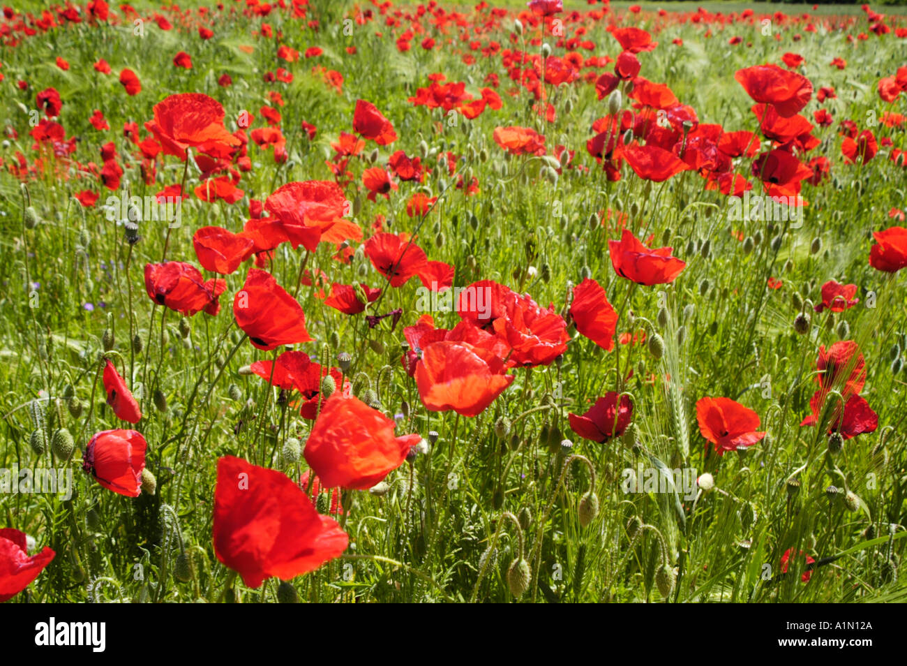 corn poppy in blossom Stock Photo - Alamy