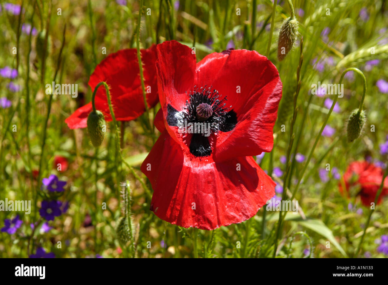 corn poppy in blossom Stock Photo - Alamy