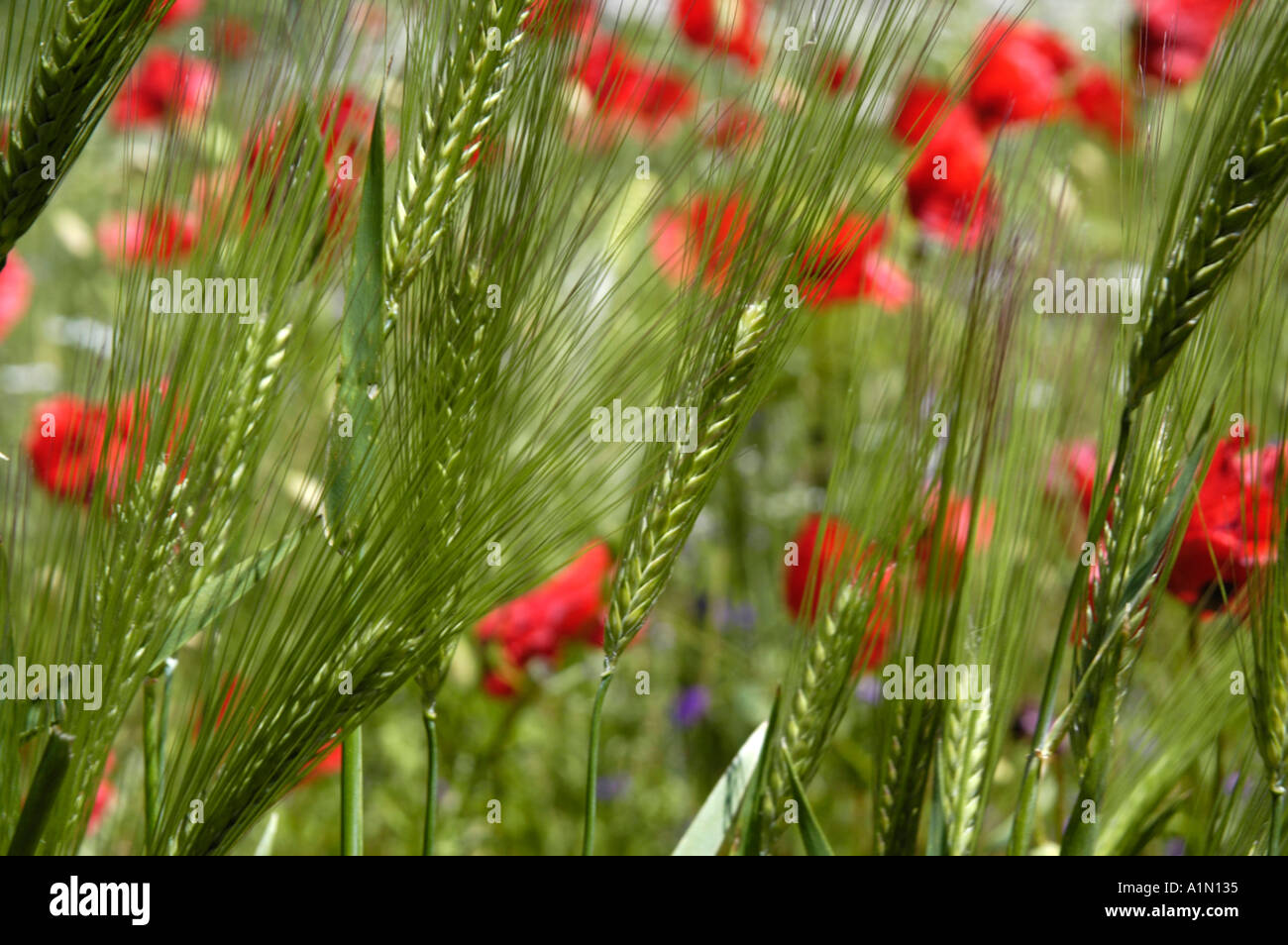 Poppy crops hi-res stock photography and images - Alamy