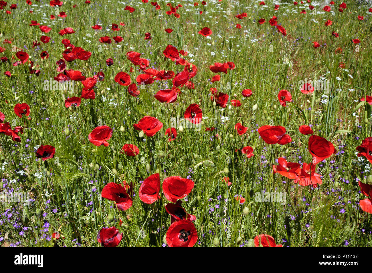 corn poppy in blossom Stock Photo - Alamy