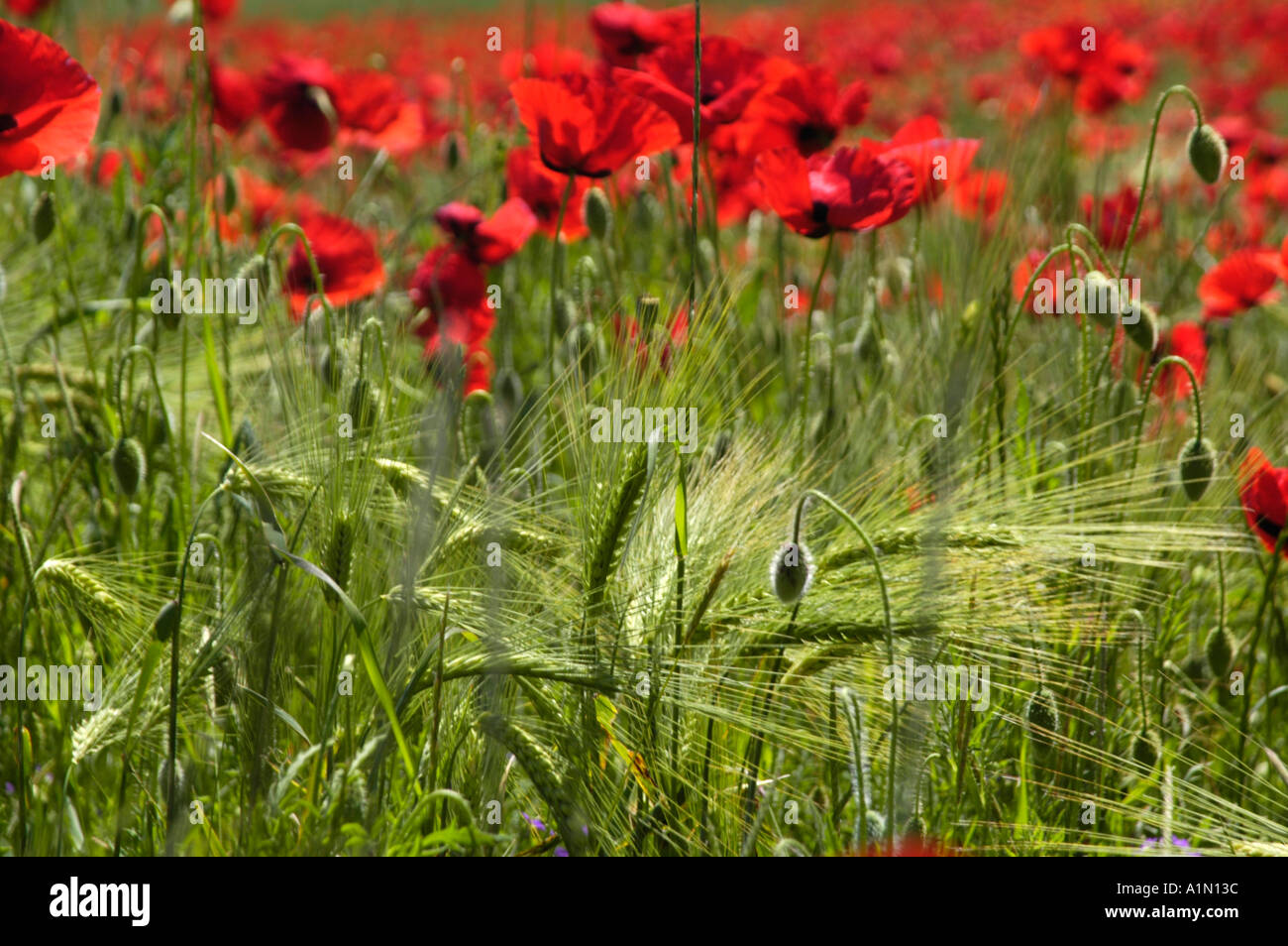 corn poppy in blossom, crops Stock Photo - Alamy