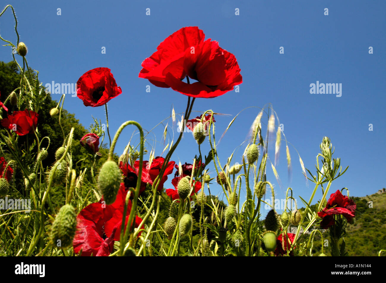 corn poppy in blossom Stock Photo - Alamy