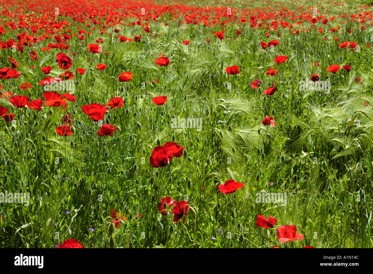 corn poppy in blossom Stock Photo - Alamy