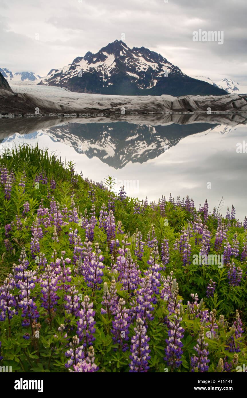 Sheridan Glacier Cordova Chugach National Forest Alaska Stock Photo - Alamy